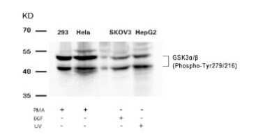 GSK-3 beta [p Tyr279, p Tyr216] Antibody (NB100-81946): Novus Biologicals